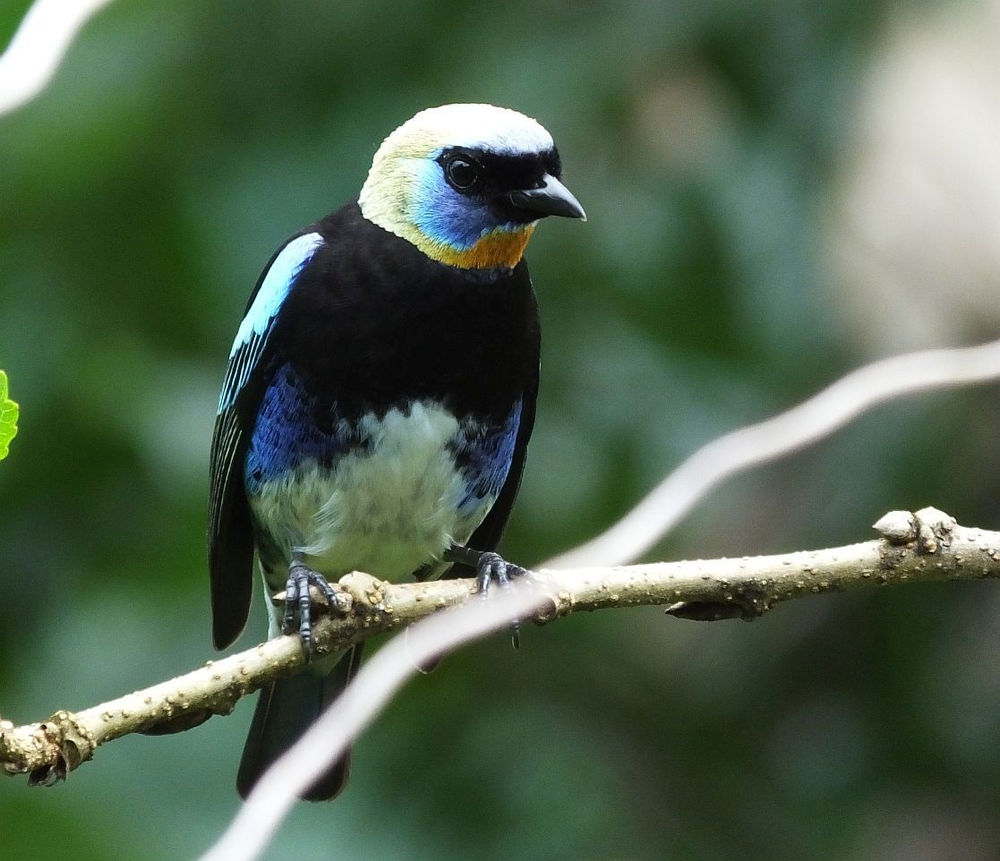 Beautiful Tanagers from Costa Rica