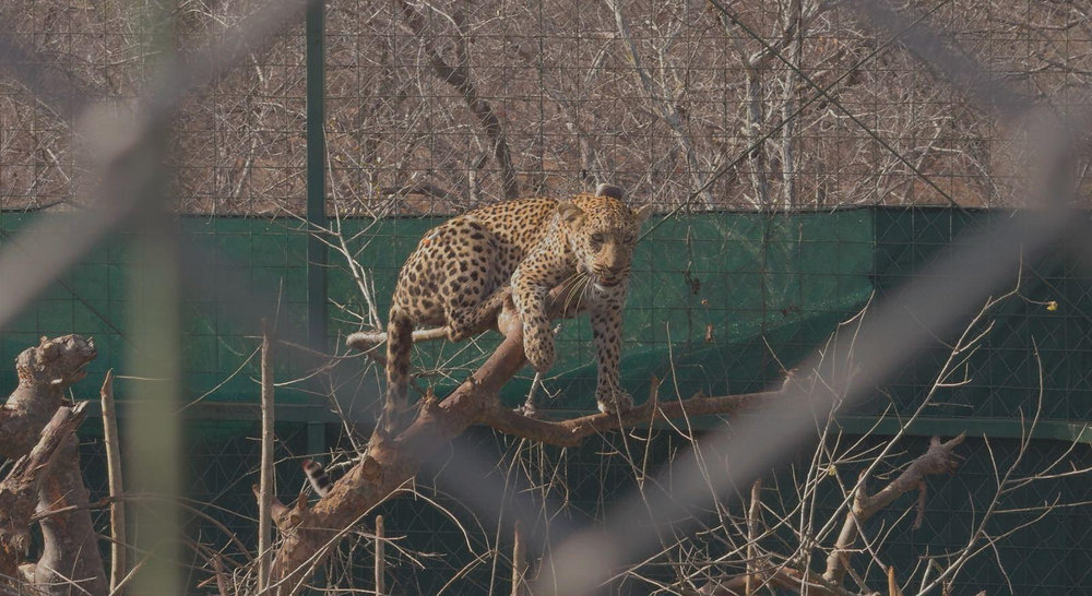 Two Leopards Find New Home in Gorongosa National Park