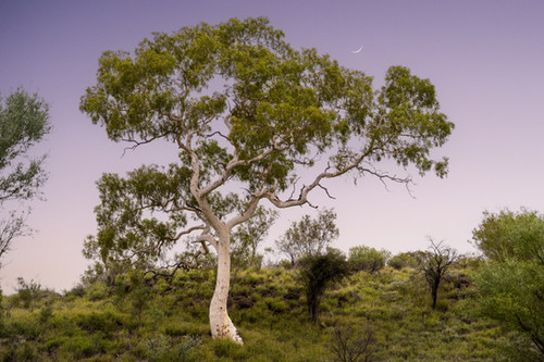 Ghost Gum | Adam Crews Imagery