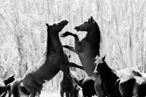 Brumby Dance | Adam Crews Imagery