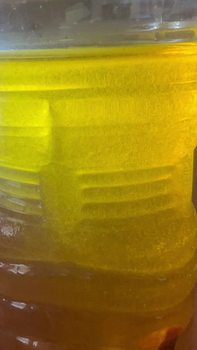 Vinegar eel culture | HD aquatics of Florida LLC