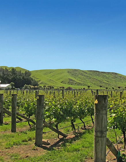 Pond Paddock Vineyard | NZ Wines | Order Form