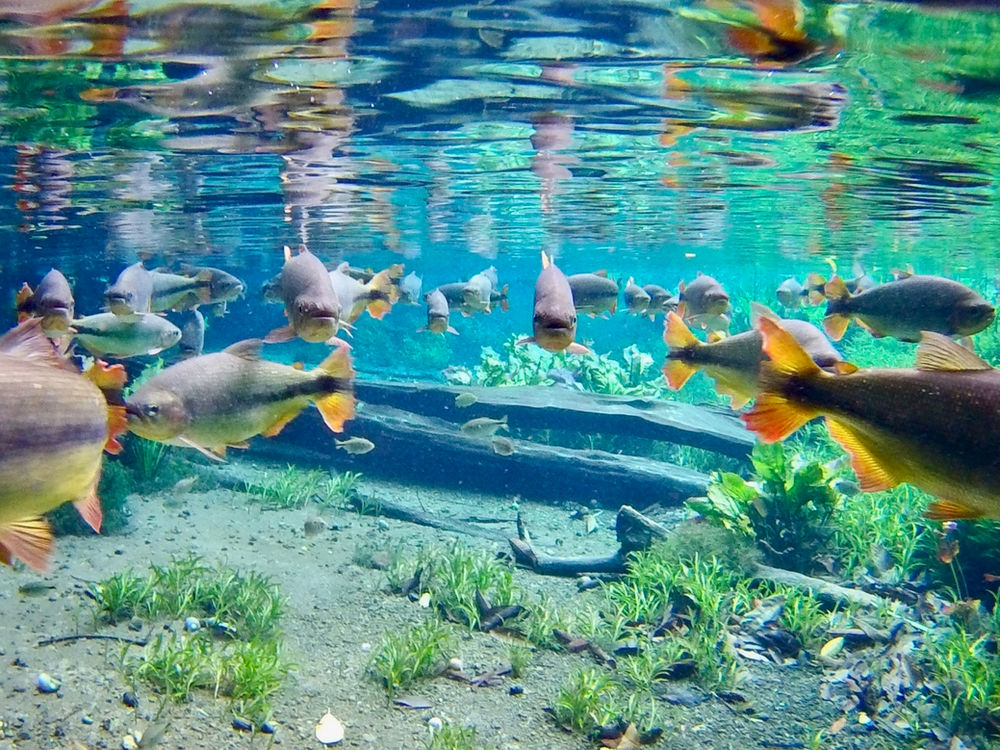 Freshwater Snorkeling in the Rivers of Bonito, Brazil | Eryn On Earth