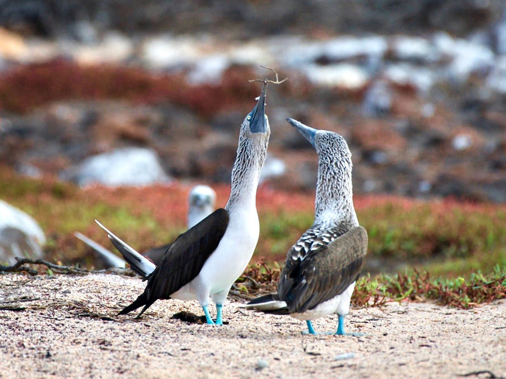 The Birds of the Galápagos Islands | Eryn On Earth