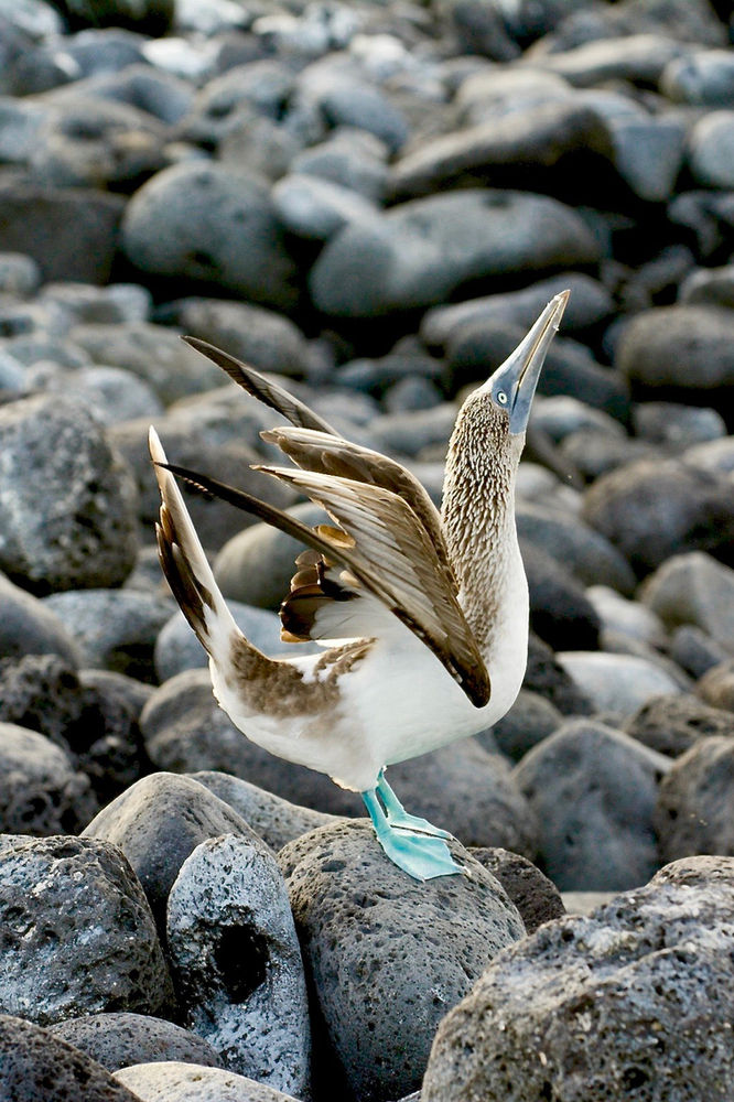 The Birds of the Galápagos Islands | Eryn On Earth
