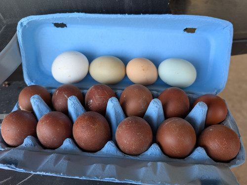 Chocolate Egger Hatching Eggs | Beards Bird Farm