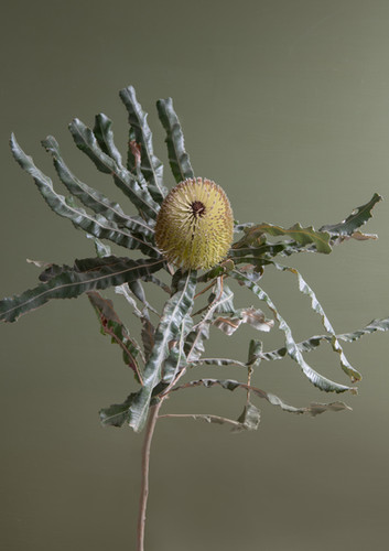 Green Banksia | Gathering Light | Art Print