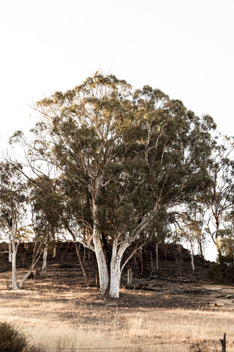 Escape | Gathering Light - an Australian Fine Art Print of a White Gum Tree