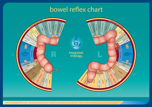 Integrated Iridology Bowel Reflex chart - Integrated Iridology