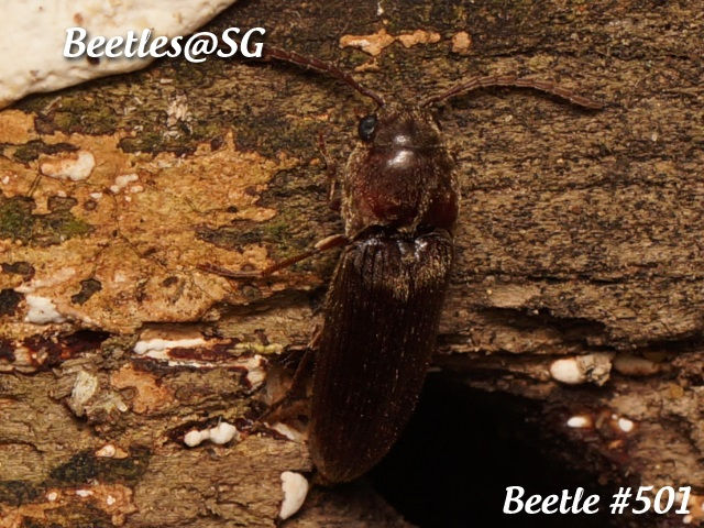 M-Click-Beetle | beetlesg
