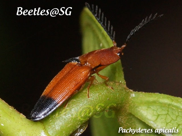 M-Click-Beetle | beetlesg