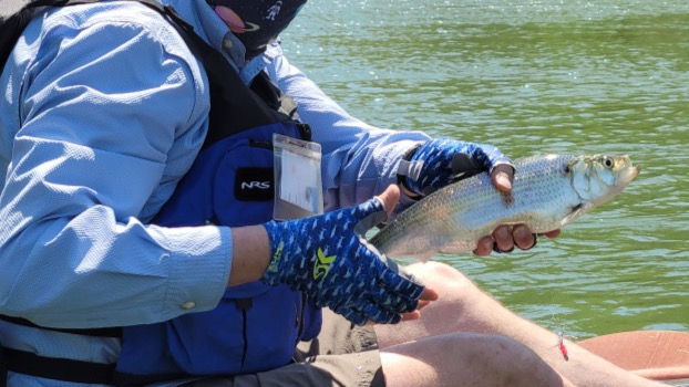 Shad migration along the Mid-Atlantic Coast