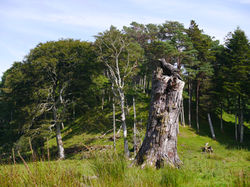 History| MacDougall | Things to do in Oban | Dunollie Museum, Castle ...