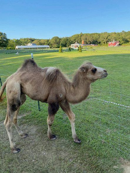 Unique Camel Rentals for Events in New England | Lavender Waves Farm