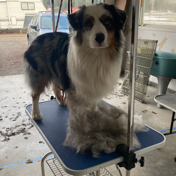Gallery | Happy Paws Dog Grooming