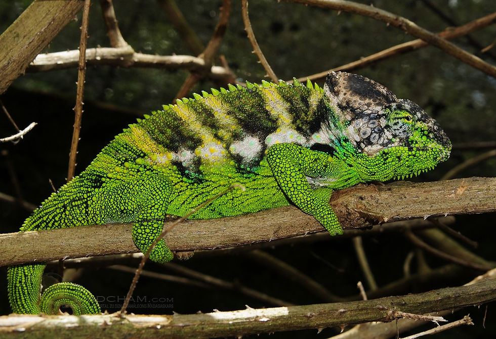 SOUTH FLORIDA CHAMELEONS | New Moon Reptiles | Miami, FL United States