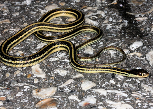 Northern garter snake | New Moon Reptiles