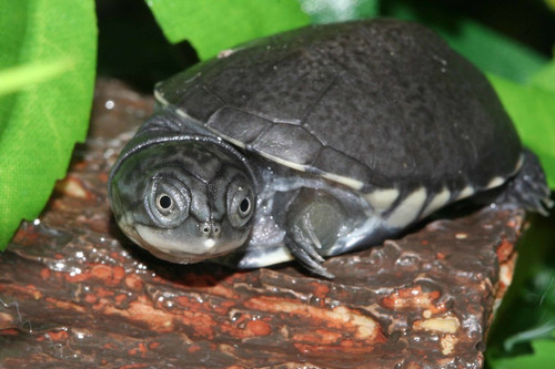 African hinge-side neck turtle 4" 6" | New Moon Reptiles