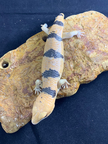 Peter banded skink | New Moon Reptiles