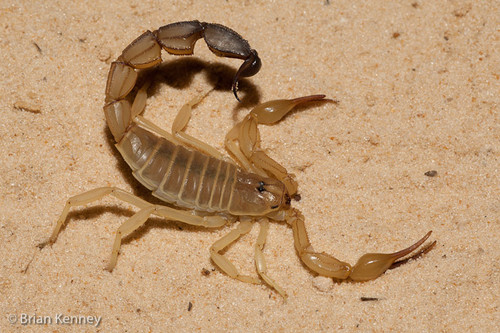 Egypt yellow scorpion | New Moon Reptiles