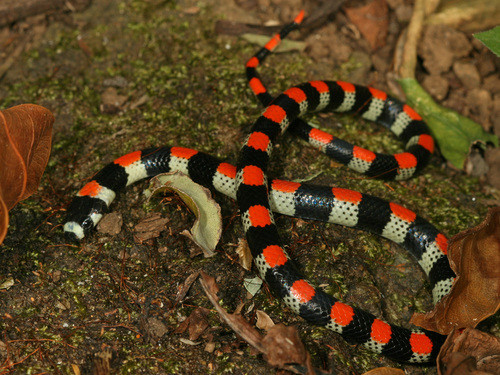 C.A. black-banded snake | New Moon Reptiles