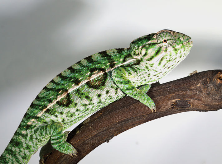 SOUTH FLORIDA CHAMELEONS | New Moon Reptiles | Miami, FL United States