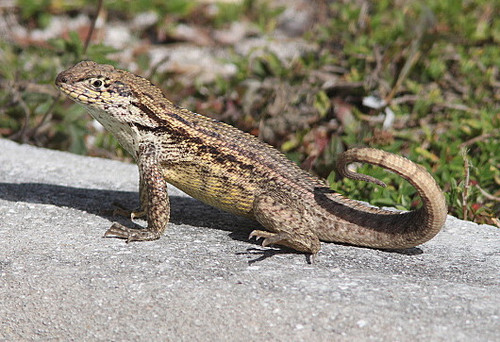 Bahamian curly tail lizard | New Moon Reptiles