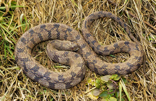 Diamondback Watersnake cb(baby) | New Moon Reptiles