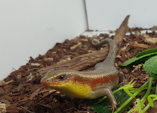 Golden skink | New Moon Reptiles