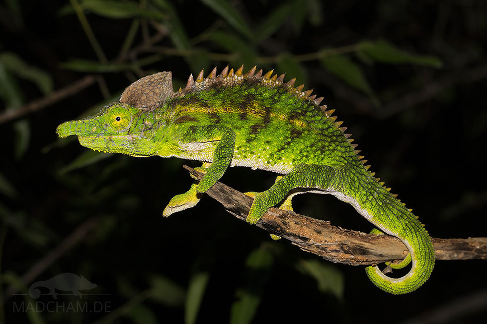 SOUTH FLORIDA CHAMELEONS | New Moon Reptiles | Miami, FL United States
