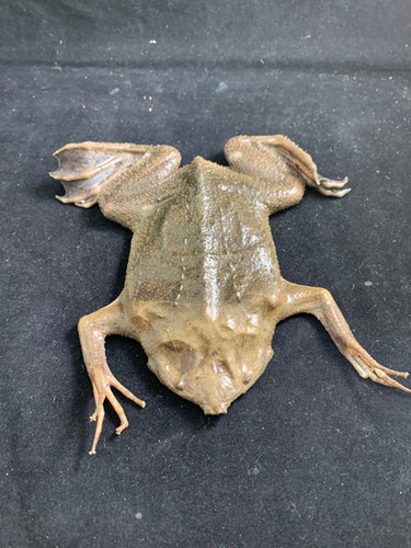 Pipa pipa toad | New Moon Reptiles