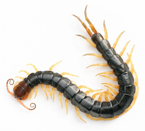 Vietnamese giant centipede ( No Florida Sales) | New Moon Reptiles