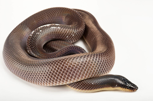 C.A burrowing python | New Moon Reptiles