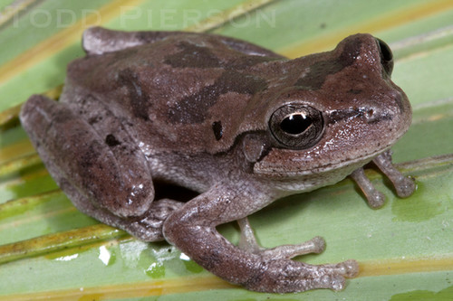 Pine wood tree frog | New Moon Reptiles
