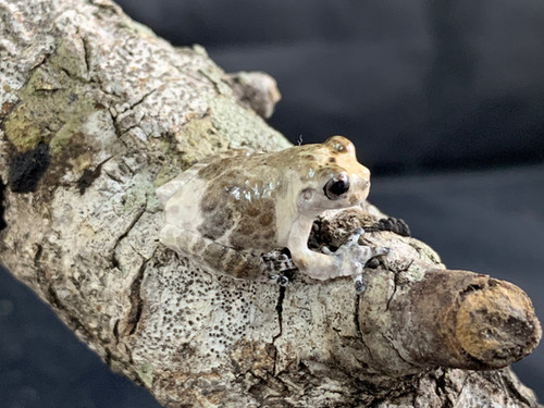 bird poop tree frog | New Moon Reptiles