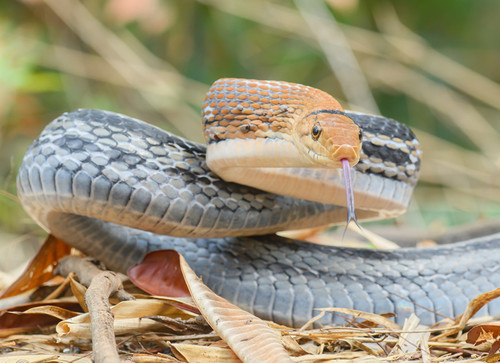 Radiated rat snake - coelognathus radiatus | New Moon Reptiles