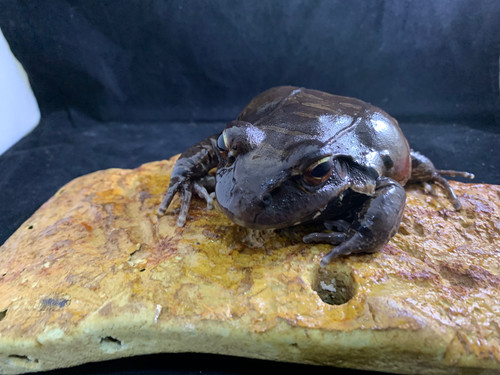 Knudsen’s thin- toed frog | New Moon Reptiles