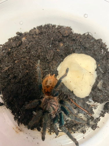 Trinidad dwarf tarantula | New Moon Reptiles