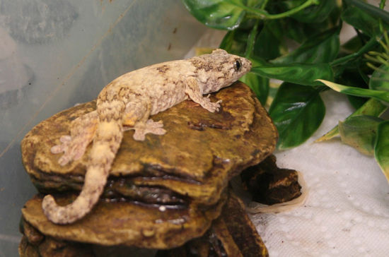 Vorax Gecko | New Moon Reptiles