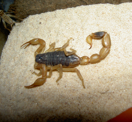 Chinese Golden Scorpion | New Moon Reptiles
