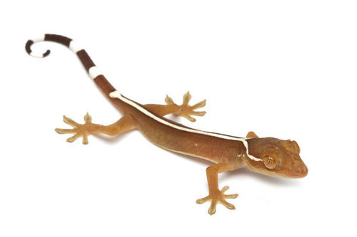 White Lined Gecko | New Moon Reptiles