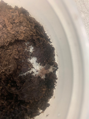 Curly hair tarantula CB (spiderling) | New Moon Reptiles