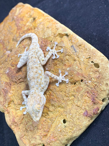 Fan footed gecko | New Moon Reptiles