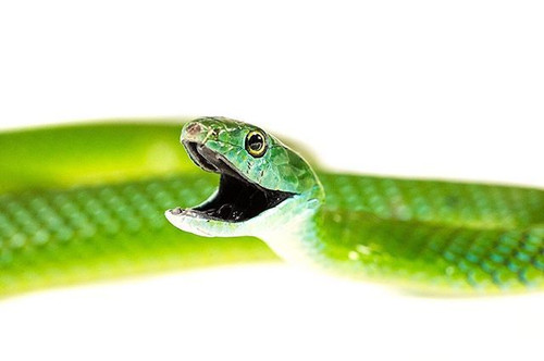 African green bush snake | New Moon Reptiles