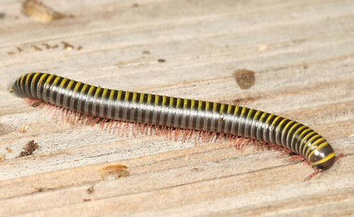 FL. yellow banded millipede | New Moon Reptiles