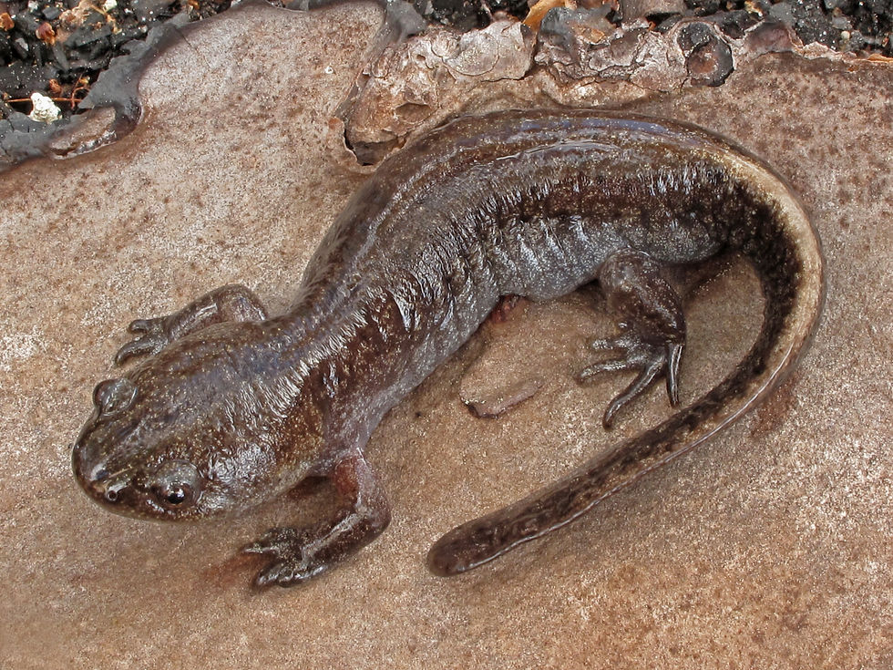 SOUTH FLORIDA NEWTS & SALAMANDERS | New Moon Reptiles | Miami, FL ...