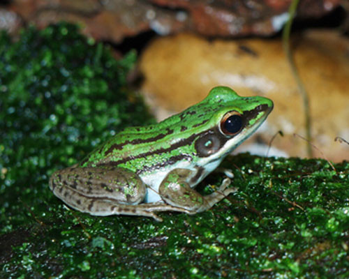Asian Green Back Tree Frog | New Moon Reptiles