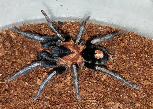 Trinidad dwarf tarantula | New Moon Reptiles