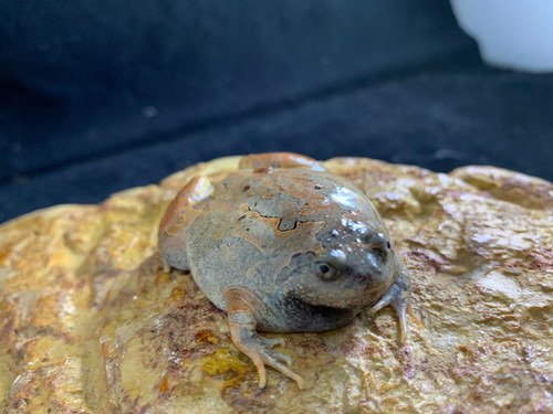 Orange burrowing frog | New Moon Reptiles