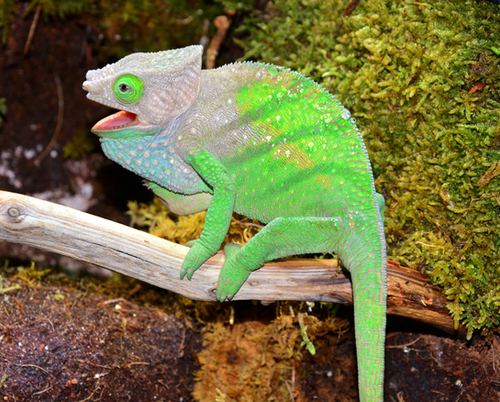 O'Shaughnessy chameleon | New Moon Reptiles